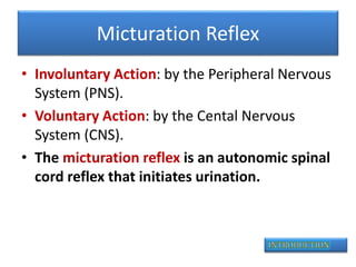 Fast and safe technique for collection of urine in newborns | PPTX