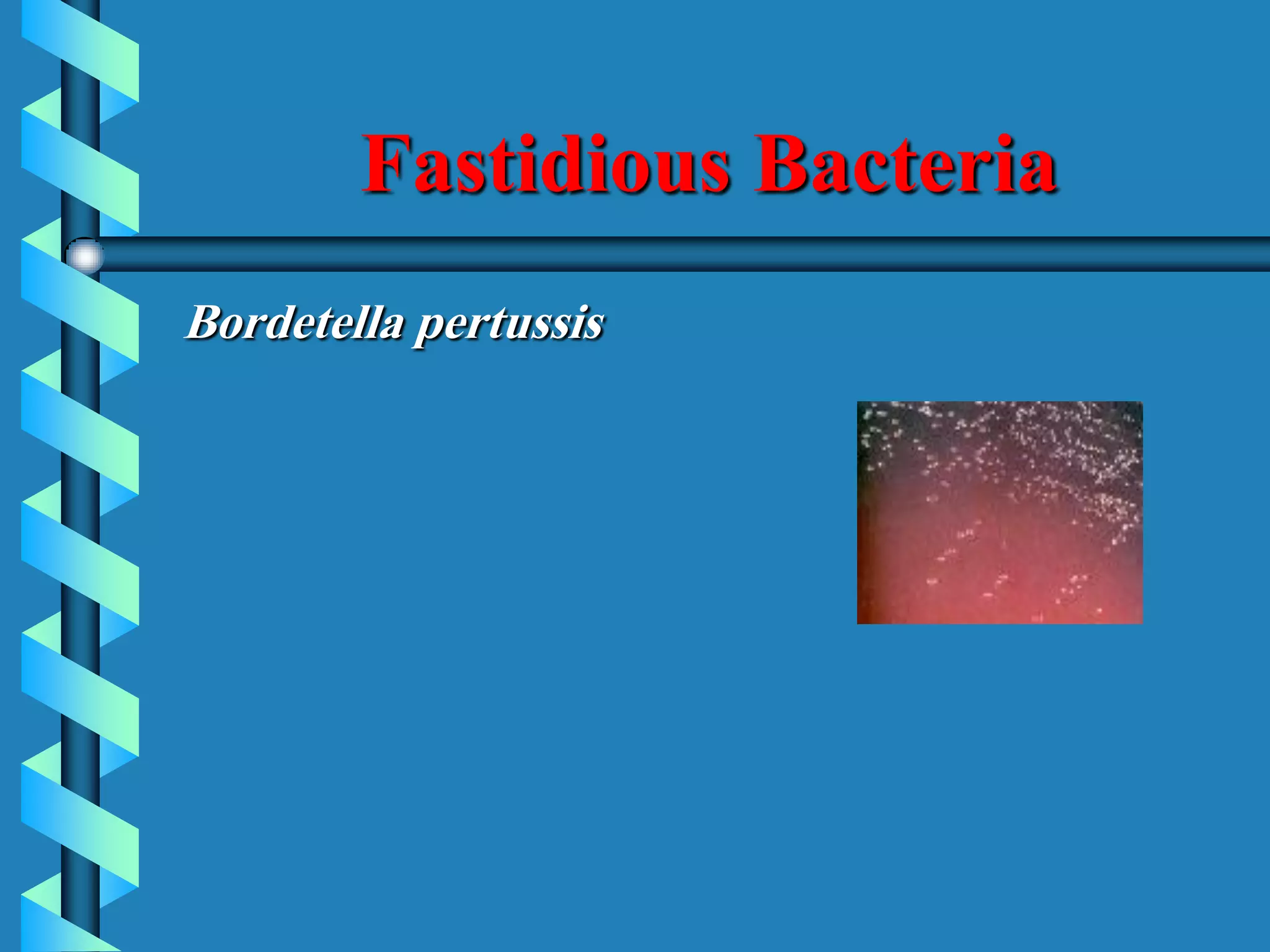 Fastidious Bacteria.pdf