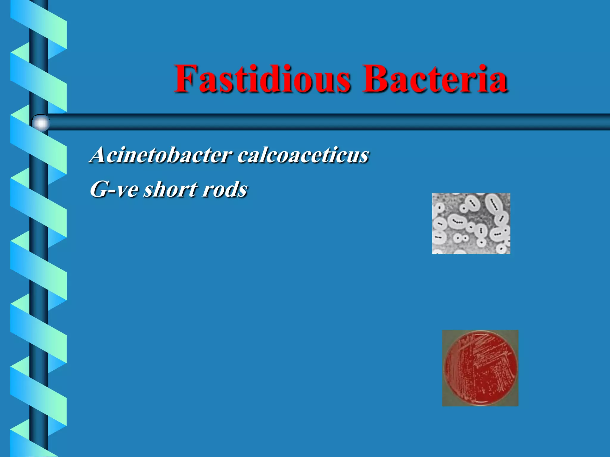 Fastidious Bacteria.pdf