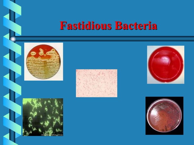 Fastidious Bacteria.pdf