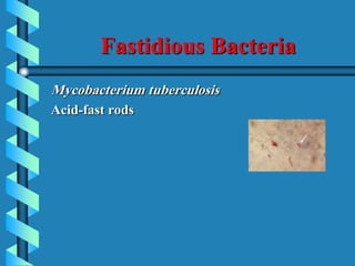 Fastidious Bacteria.pdf