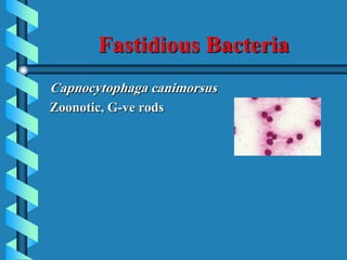 Fastidious Bacteria.pdf