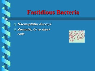 Fastidious Bacteria.pdf
