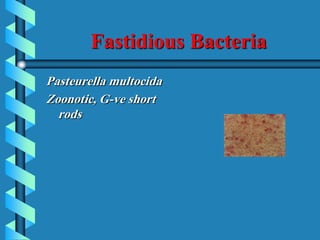 Fastidious Bacteria.pdf