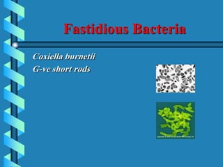 Fastidious Bacteria.pdf
