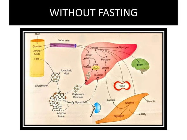 Fasting slideshare | PPTX | Endocrine and Metabolic Diseases | Diseases and Conditions