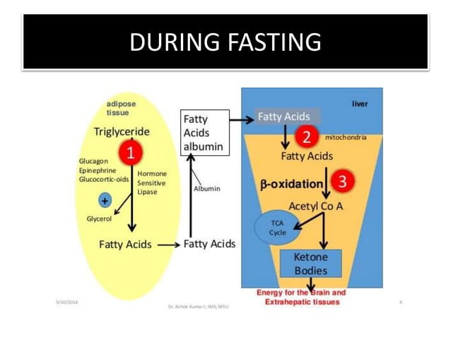 Fasting slideshare | PPTX | Endocrine and Metabolic Diseases | Diseases and Conditions