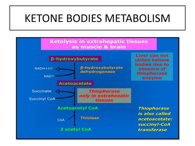Fasting slideshare | PPTX | Endocrine and Metabolic Diseases | Diseases and Conditions