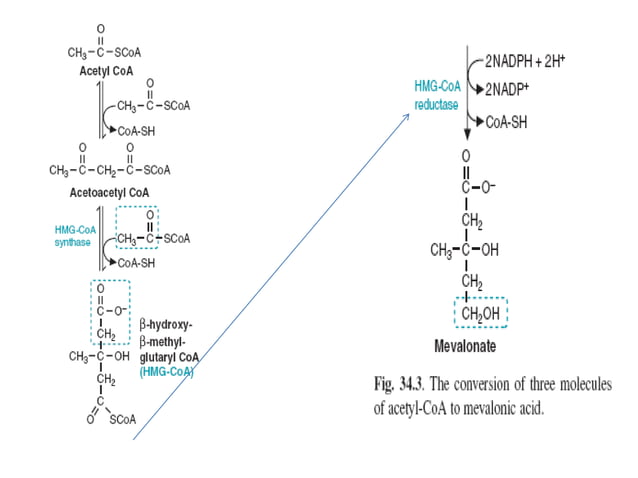 Cholesterol Absorption, synthesis, Metabolism & Fate | PPT | Digestive ...