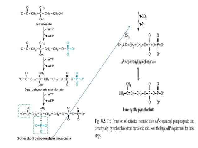 Cholesterol Absorption, synthesis, Metabolism & Fate | PPT | Digestive ...