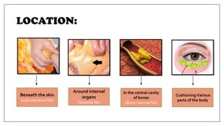 Fat cells.pdf