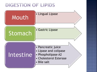 Lipids Digestion and absorption | PPTX