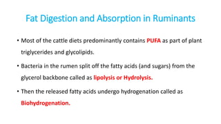 Fat digestion and metabolism in ruminants | PPTX