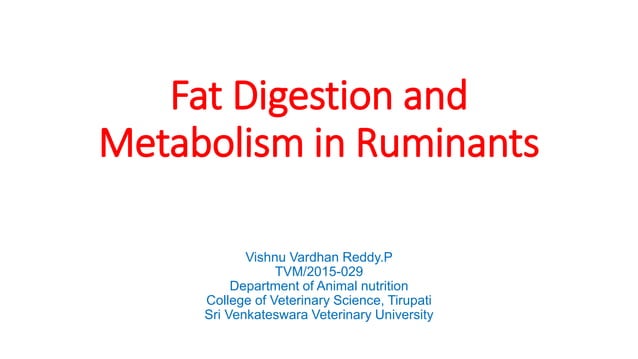 Fat Digestion And Metabolism In Ruminants Ppt