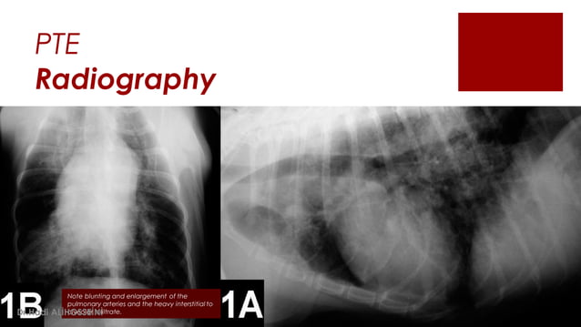 Feline Arterial Thromboembolism | PDF