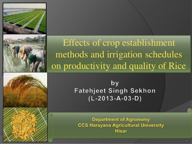 Effects of crop establishment methods and irrigation schedules on pro…