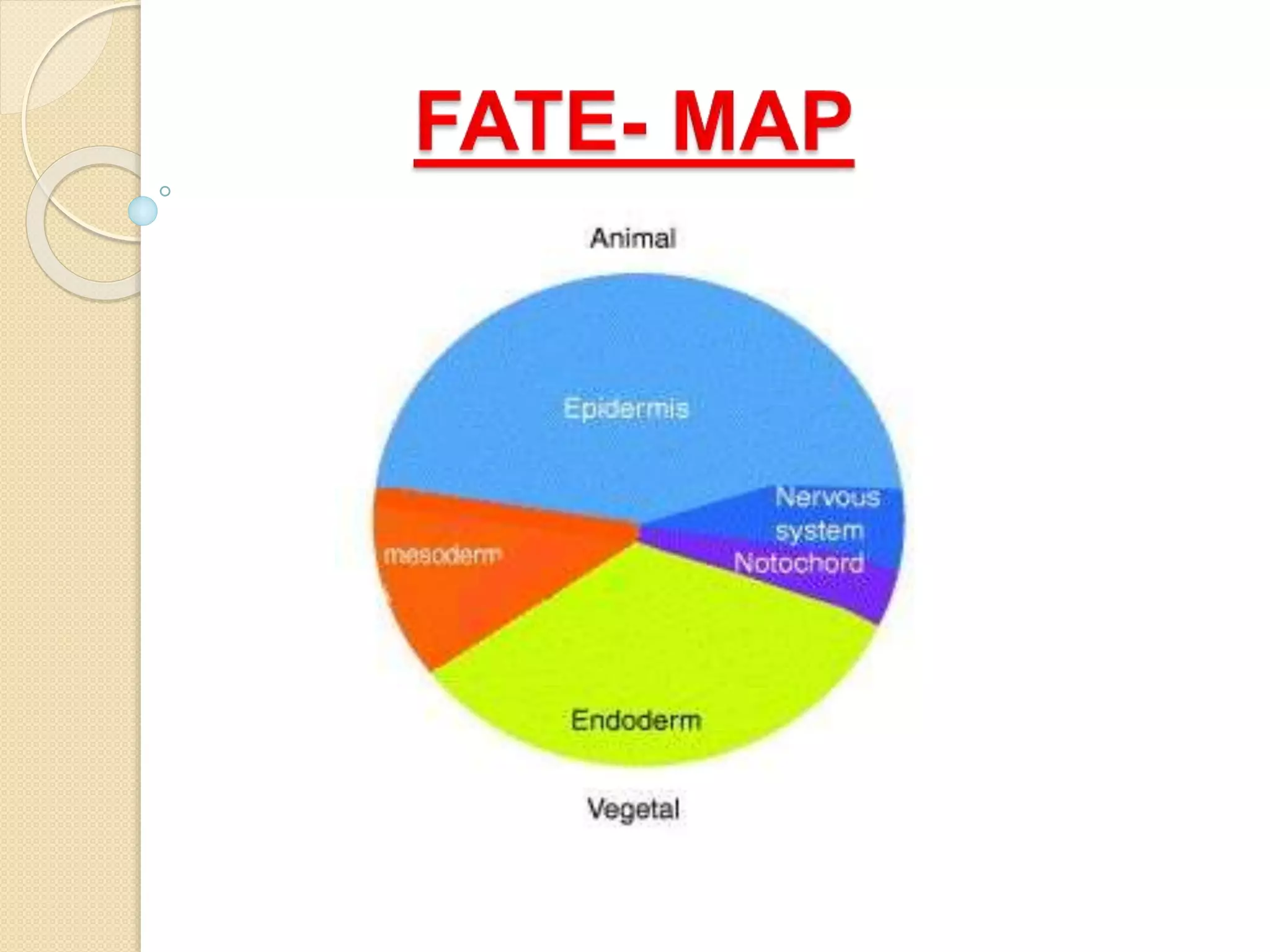 Fate map | PPT