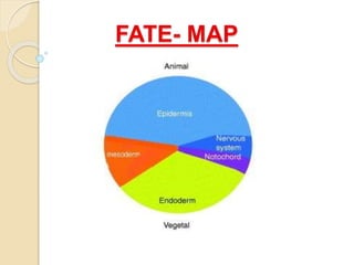 Fate map | PPTX