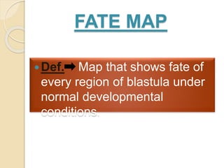 Fate map | PPTX