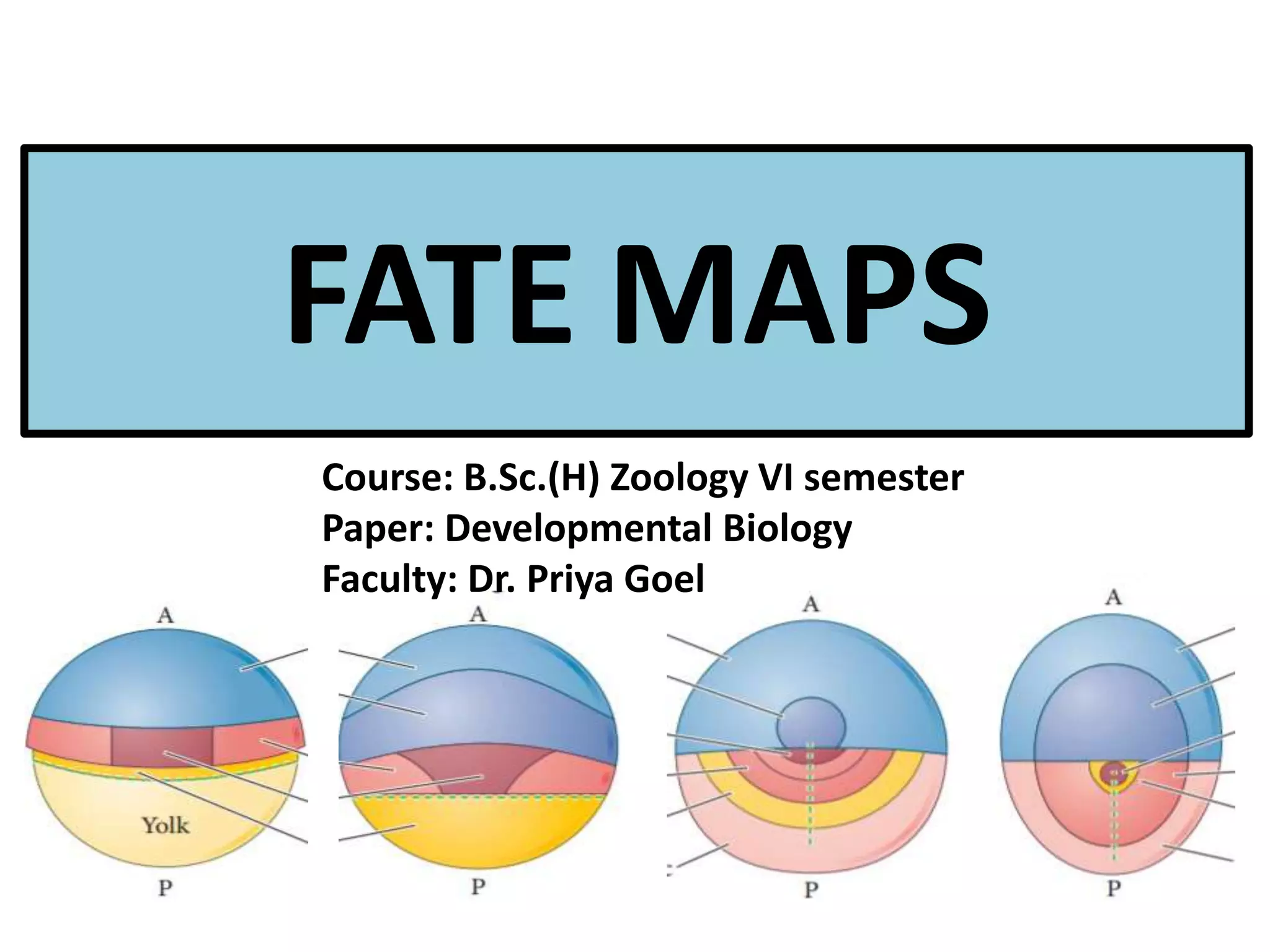FATE MAPS 26.03.2020 dev bio (1).pdf