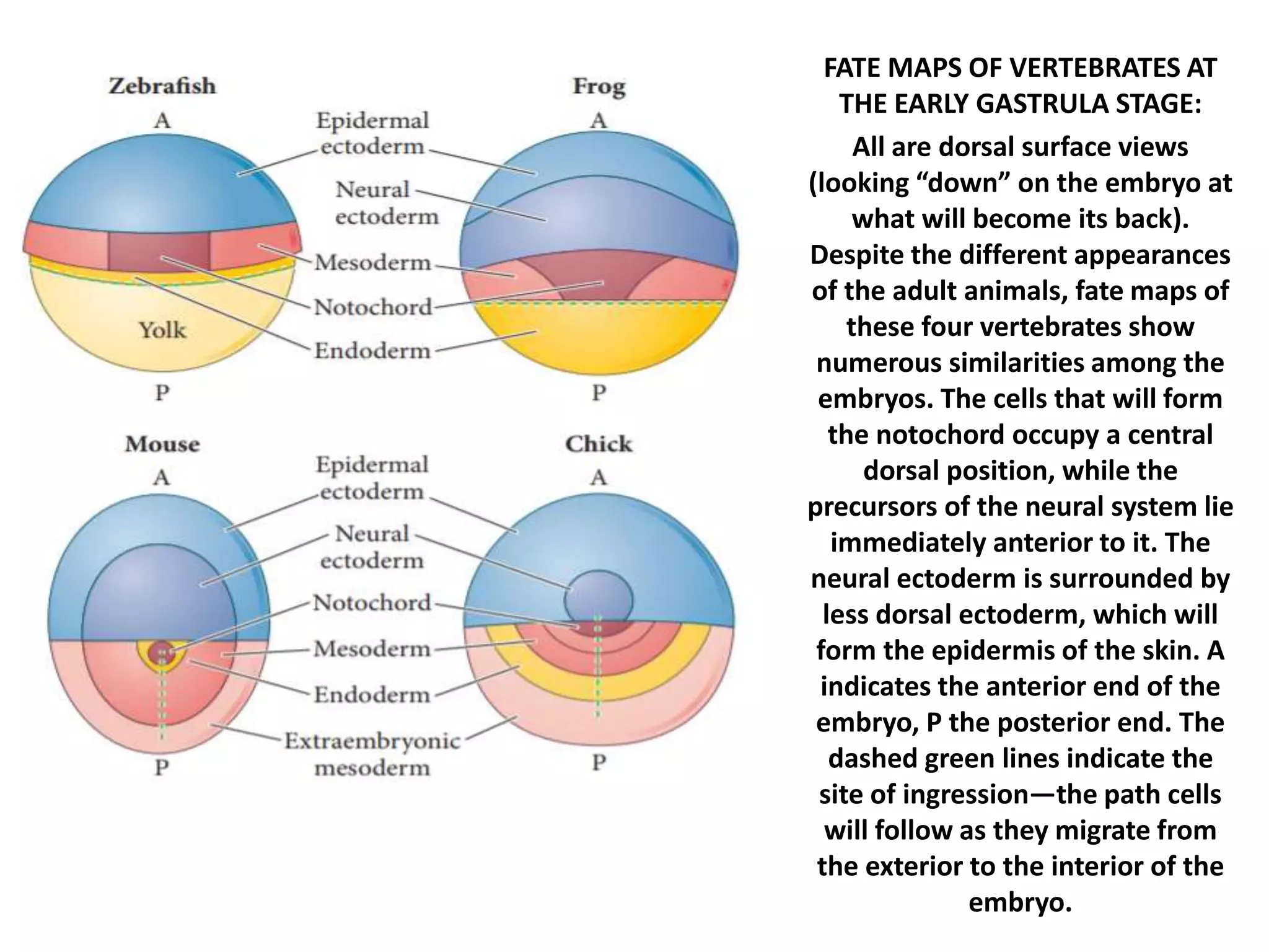 FATE MAPS 26.03.2020 dev bio (1).pdf