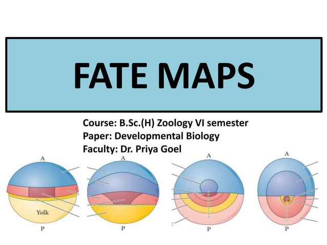 FATE MAPS 26.03.2020 dev bio (1).pdf | Biological Sciences | Science