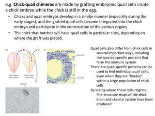 FATE MAPS 26.03.2020 dev bio (1).pdf