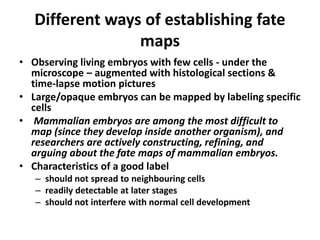 FATE MAPS 26.03.2020 dev bio (1).pdf