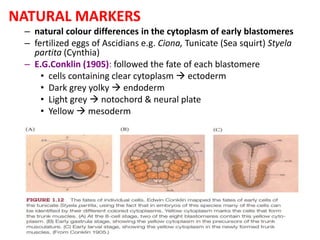 FATE MAPS 26.03.2020 dev bio (1).pdf