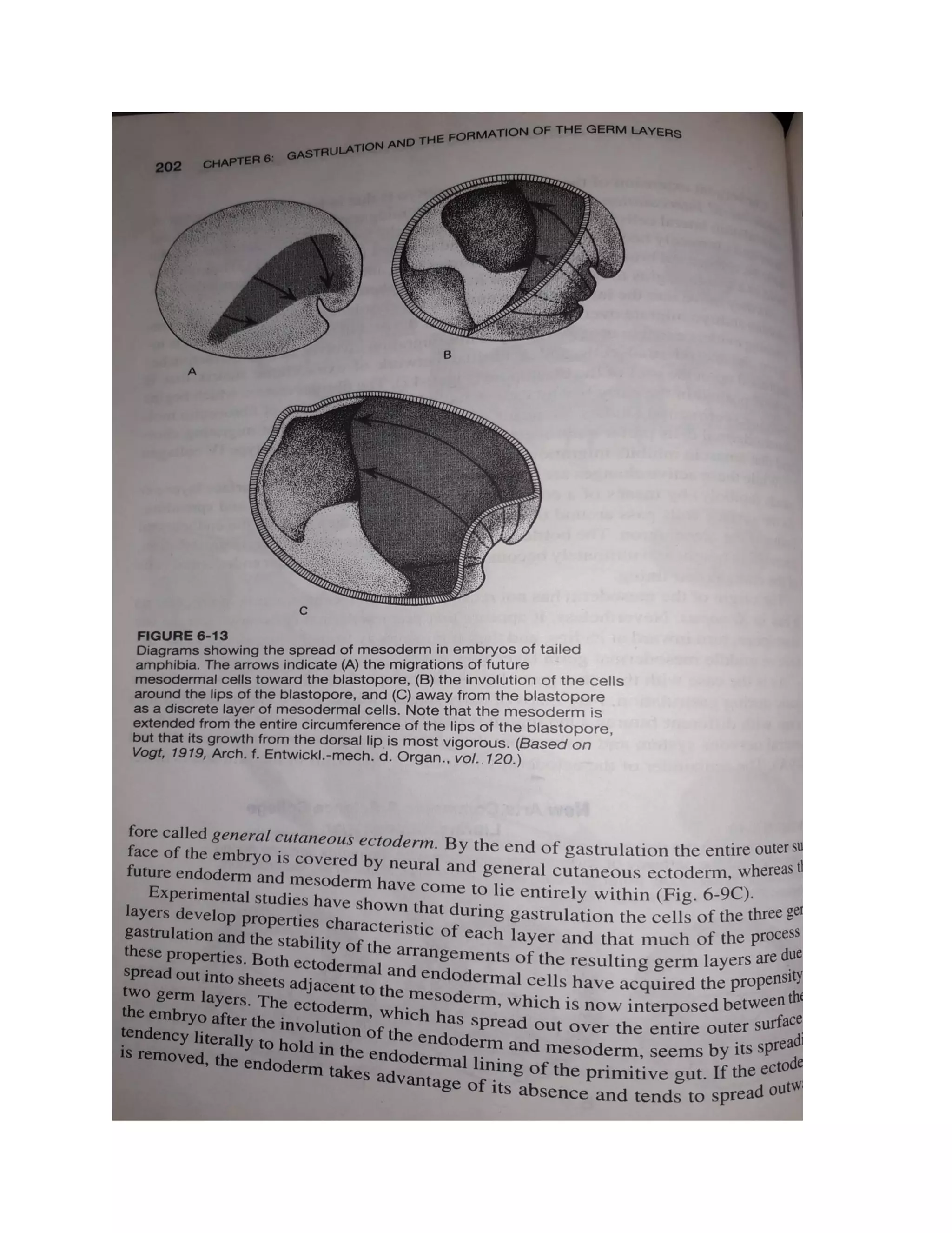 Fate maps and gastrulation | PDF