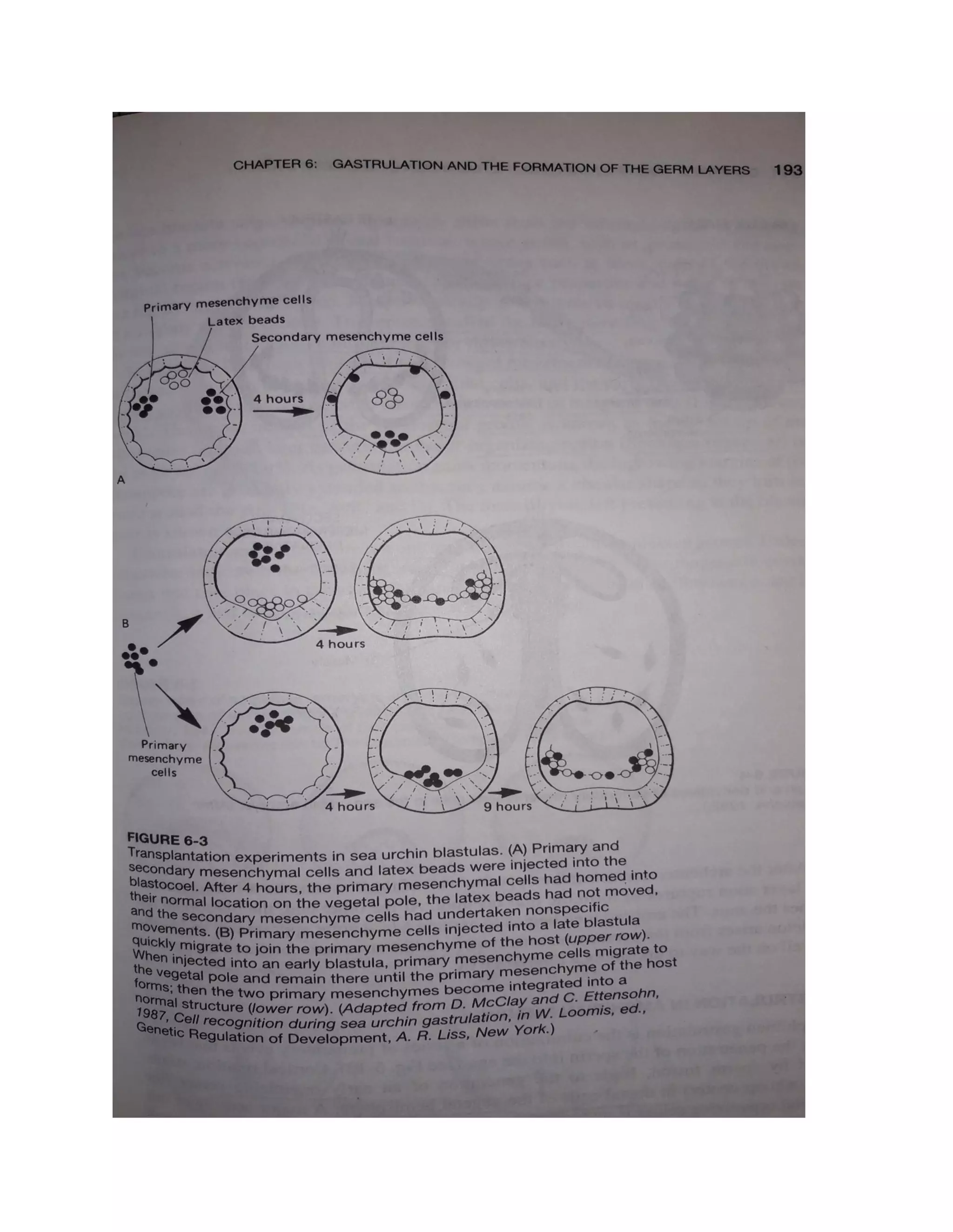 Fate maps and gastrulation | PDF