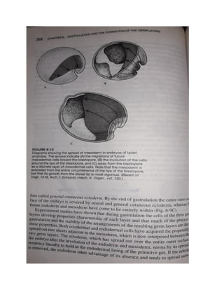 Fate maps and gastrulation | PDF