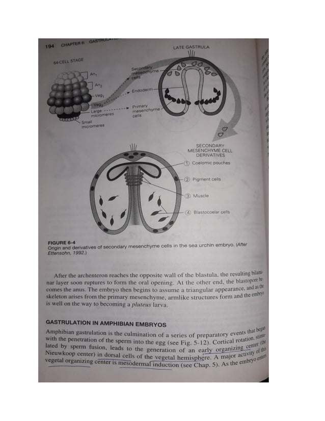 Fate maps and gastrulation | PDF
