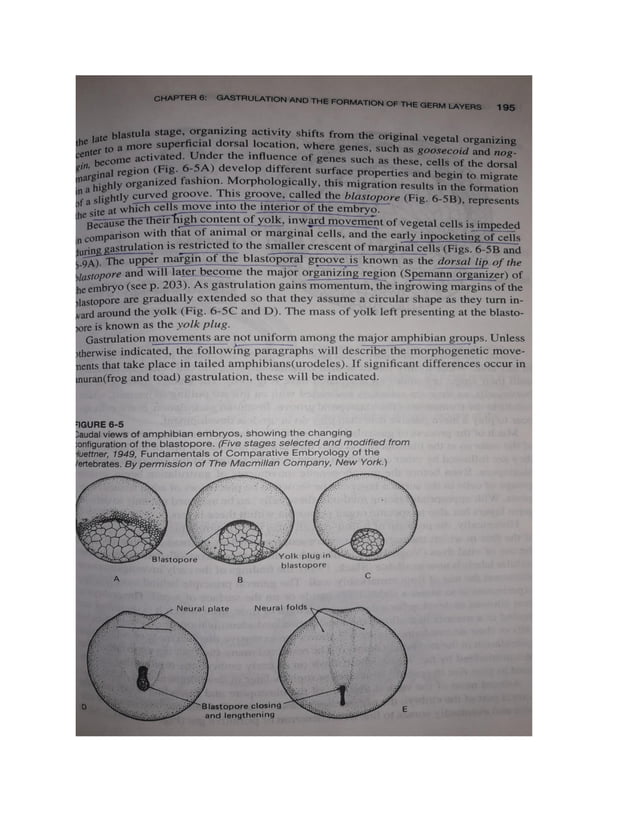Fate maps and gastrulation | PDF