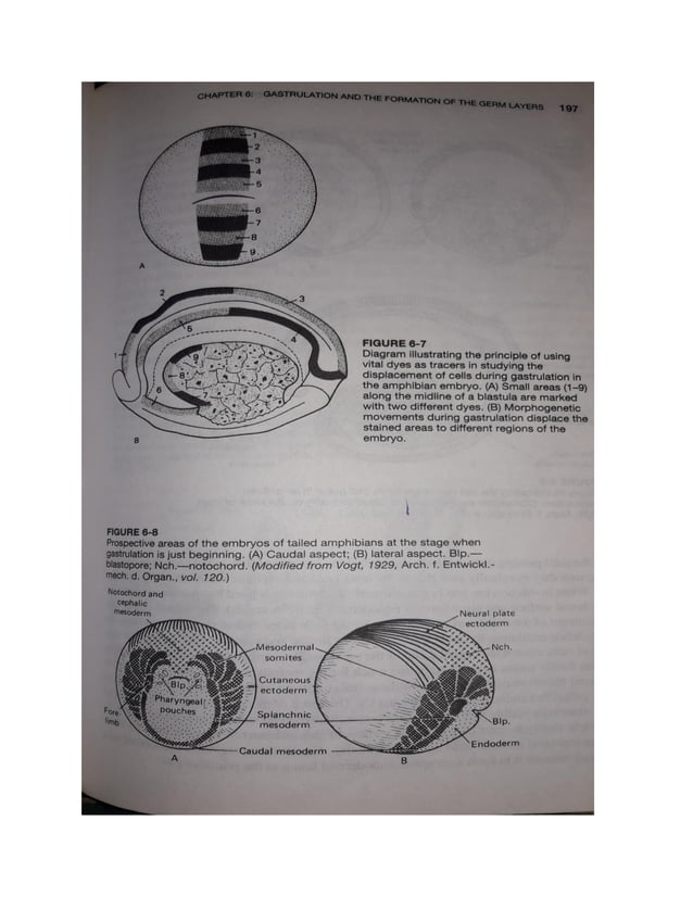 Fate maps and gastrulation | PDF