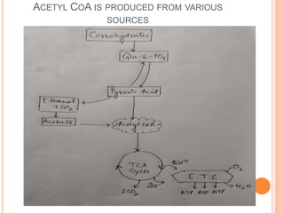 Acetyl Coa Many Carbons