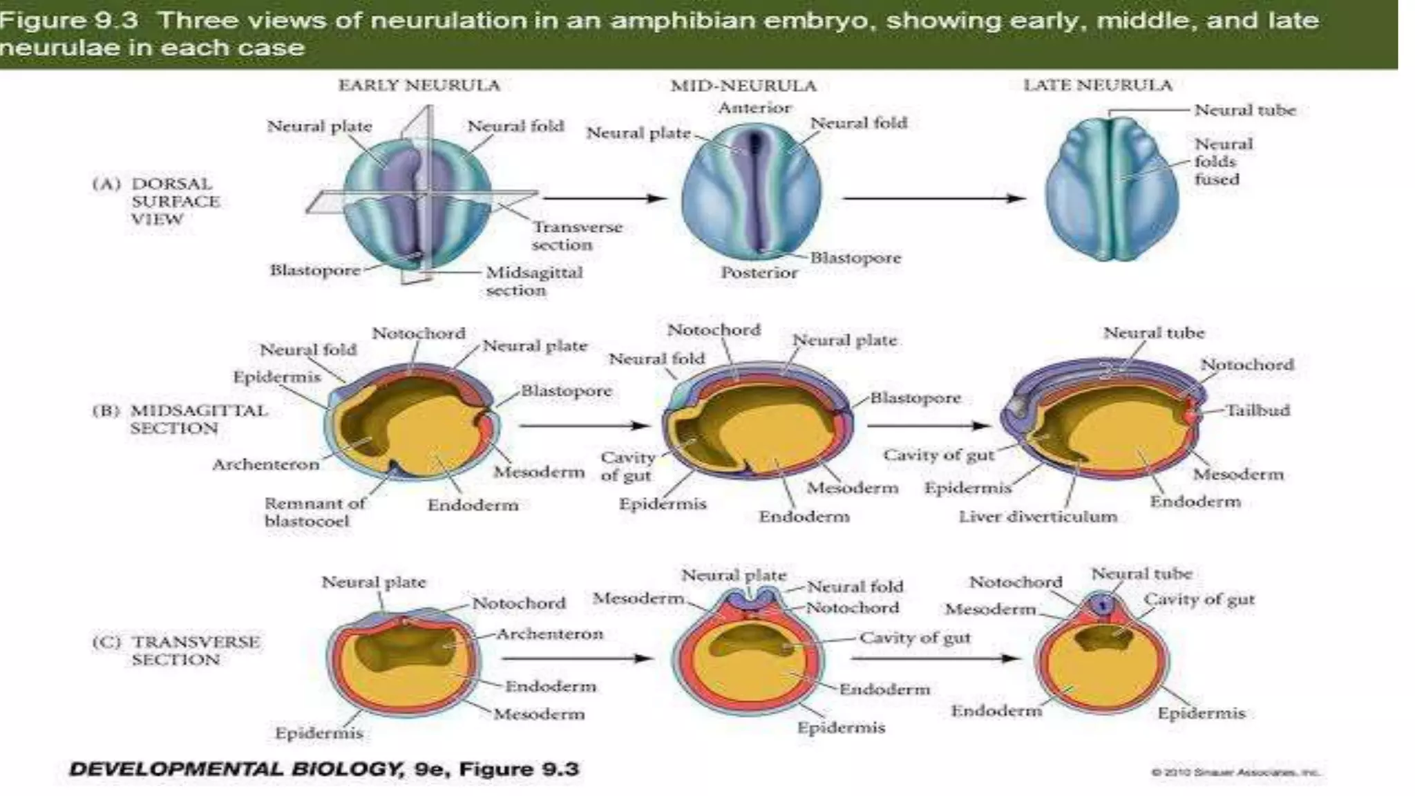 Fate of embryonic layers and structures develope from them | PPTX
