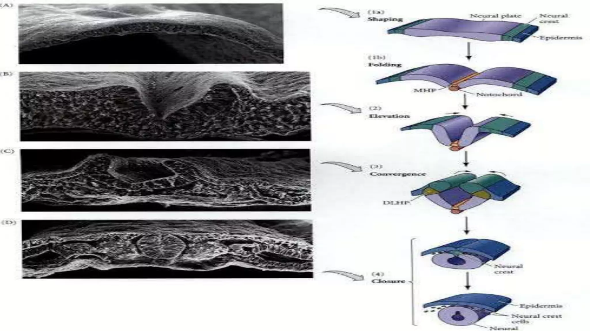Fate of embryonic layers and structures develope from them | PPTX