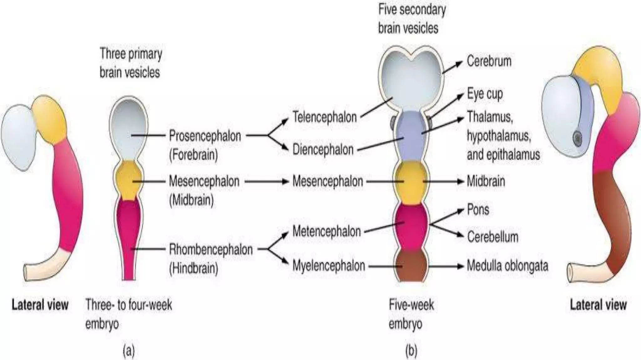 Fate of embryonic layers and structures develope from them | PPTX