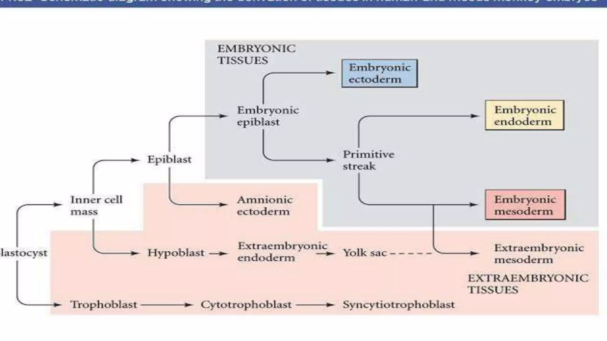Fate of embryonic layers and structures develope from them | PPTX