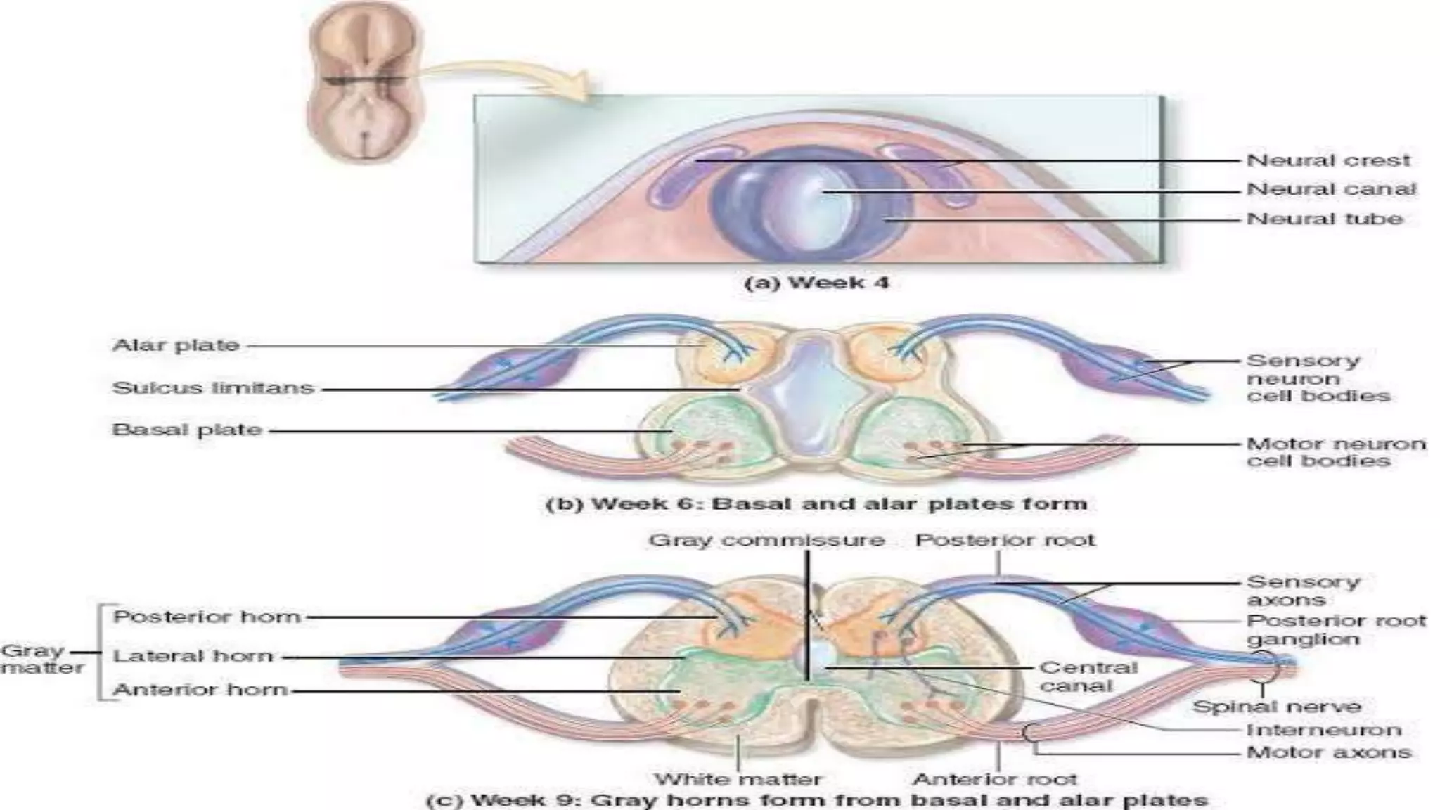 Fate of embryonic layers and structures develope from them | PPTX