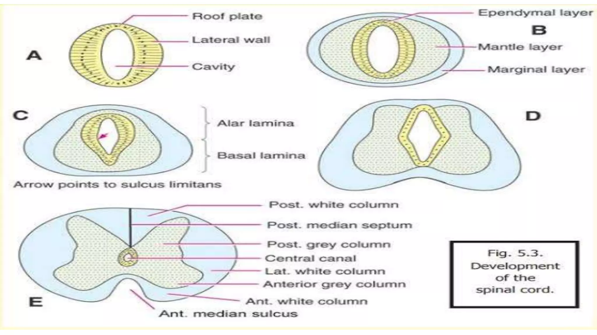 Fate of embryonic layers and structures develope from them | PPTX