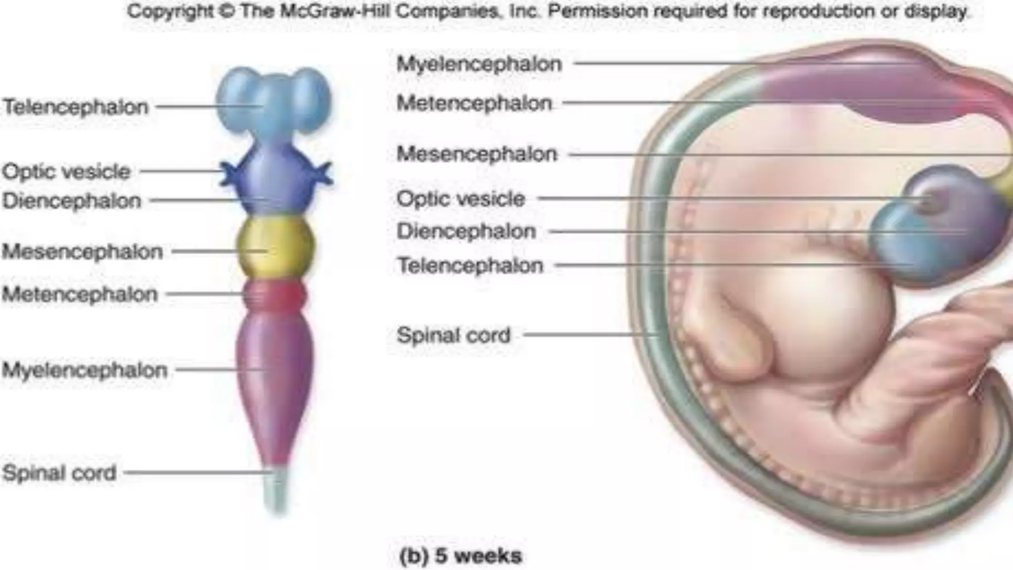 Fate of embryonic layers and structures develope from them | PPTX