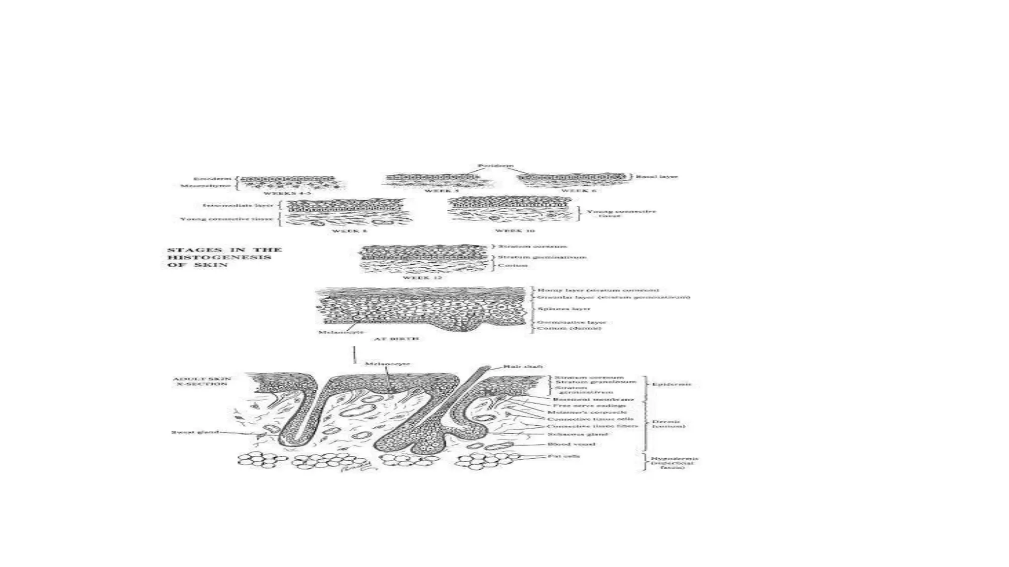Fate of embryonic layers and structures develope from them | PPTX