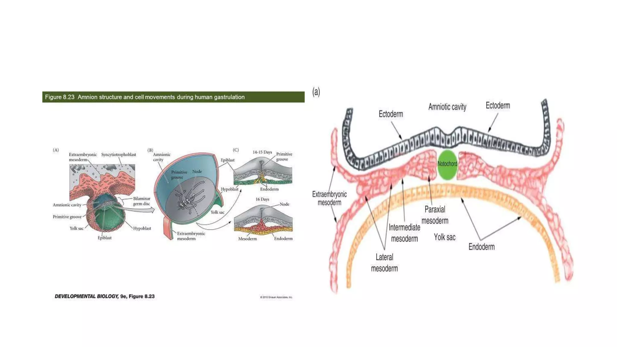 Fate of embryonic layers and structures develope from them | PPTX