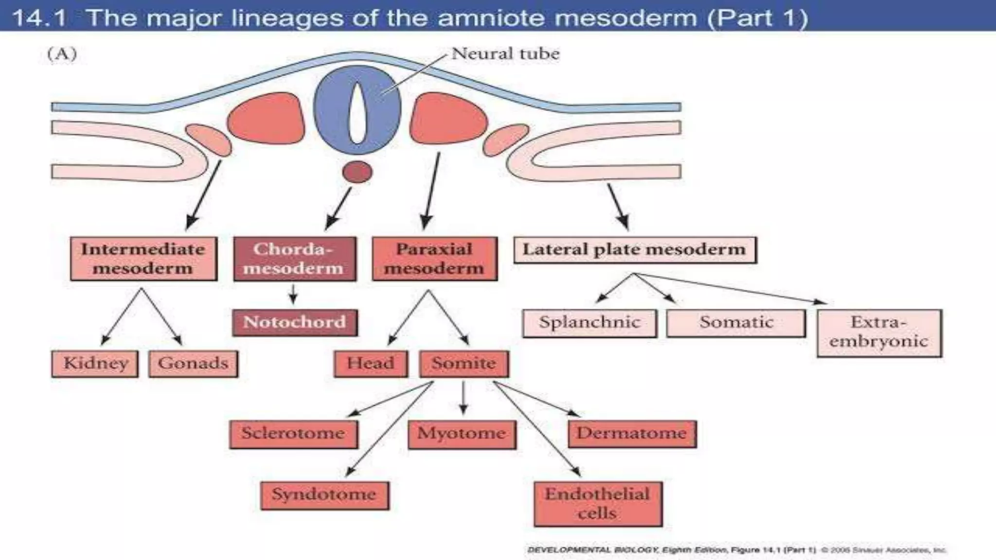 Fate of embryonic layers and structures develope from them | PPTX