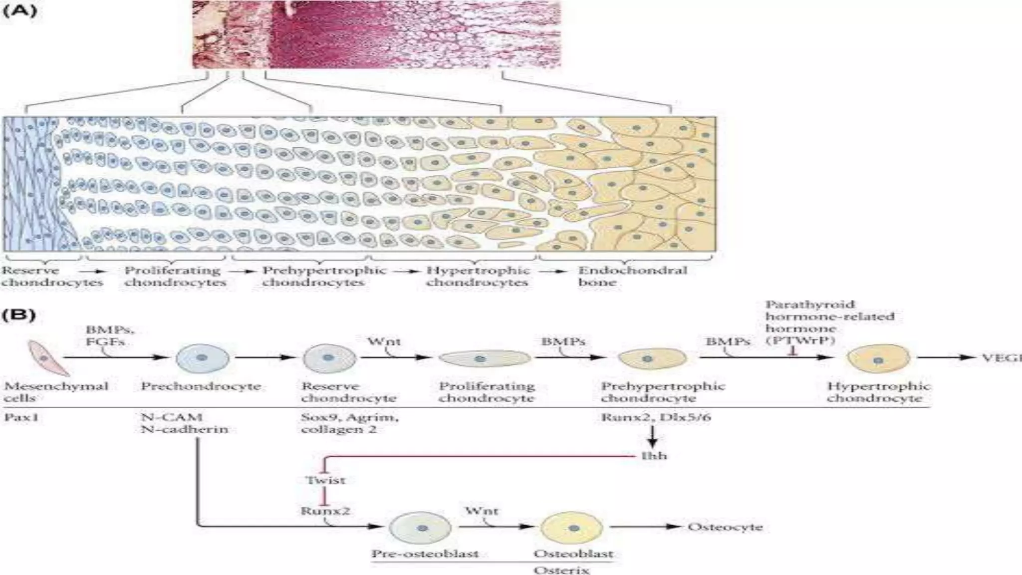 Fate of embryonic layers and structures develope from them | PPTX