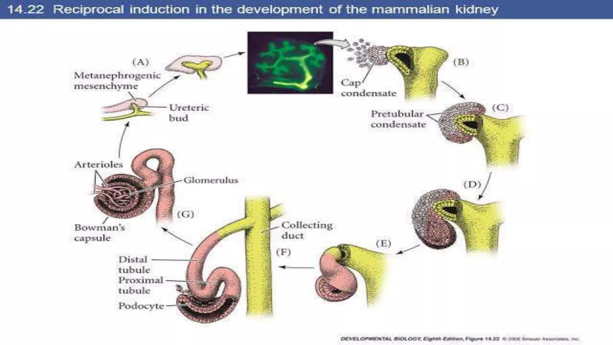 Fate of embryonic layers and structures develope from them | PPTX