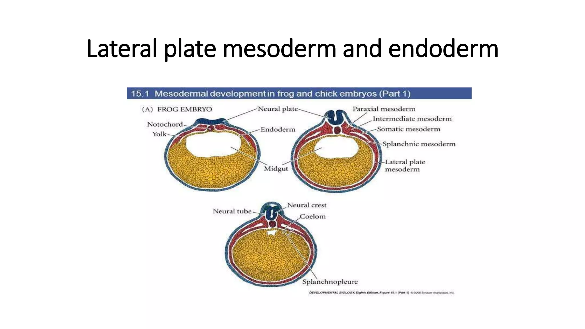 Fate of embryonic layers and structures develope from them | PPTX
