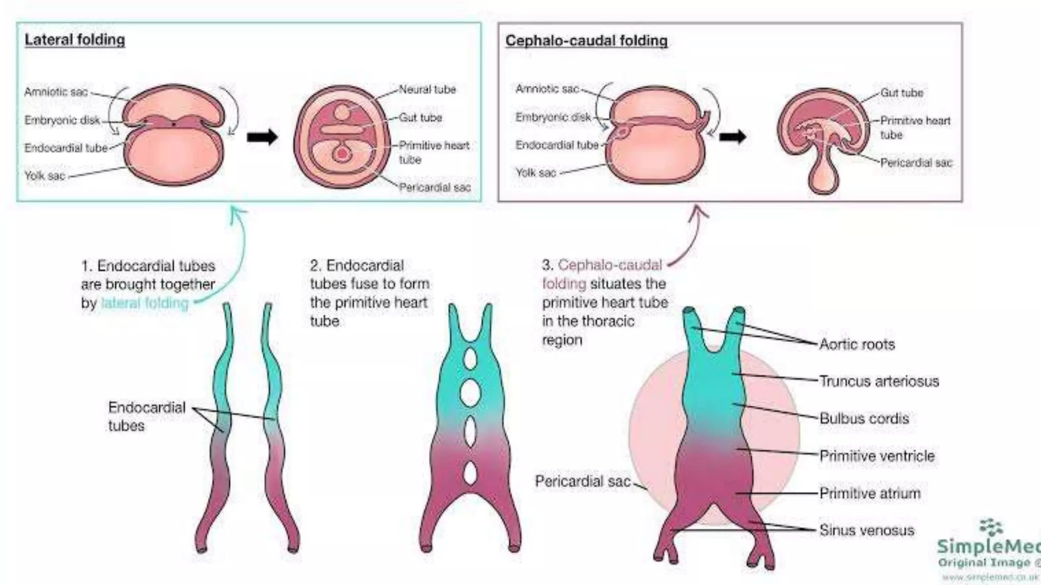 Fate of embryonic layers and structures develope from them | PPTX